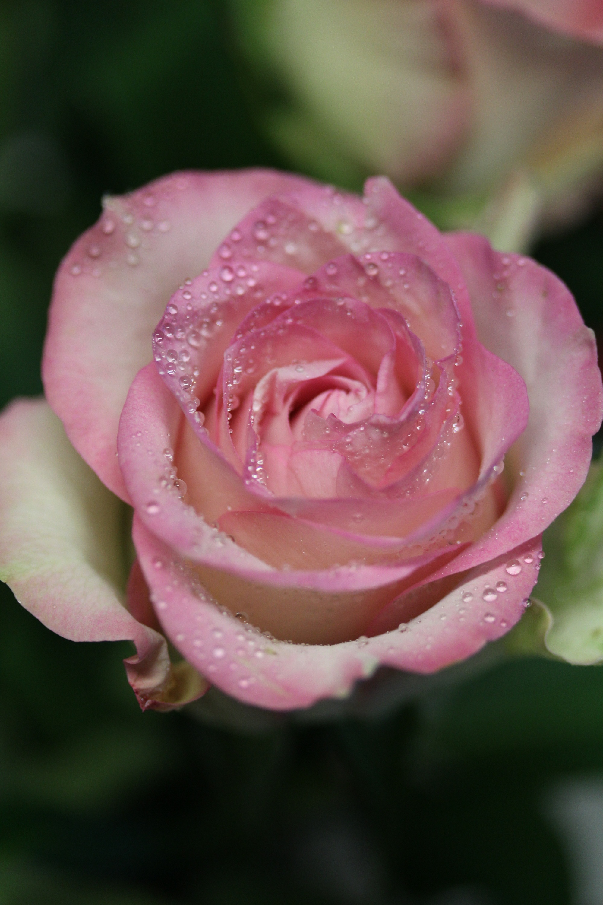 Ruusu | Kodin Kuvalehti