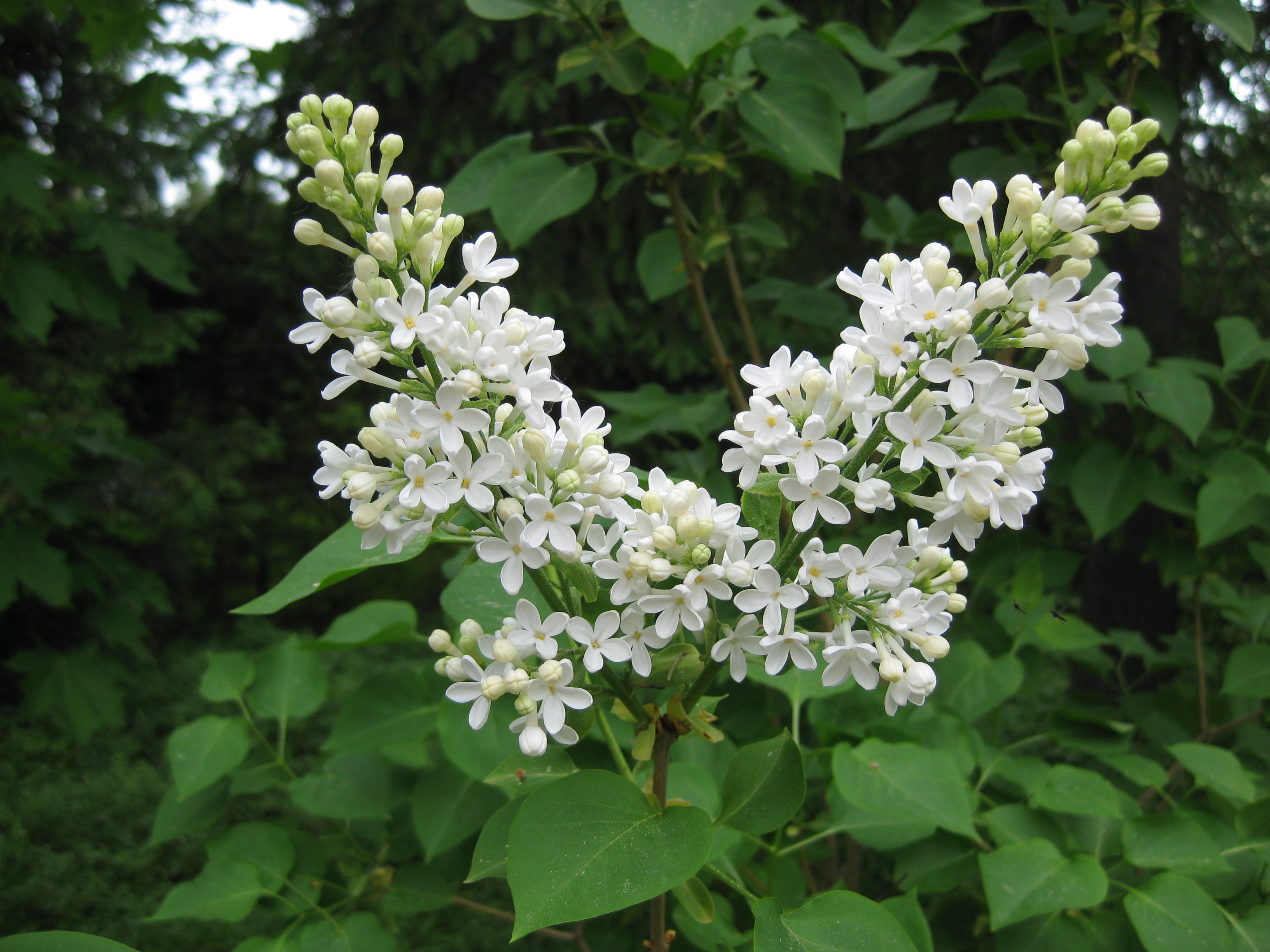 Valkoinen syreeni | Kodin Kuvalehti