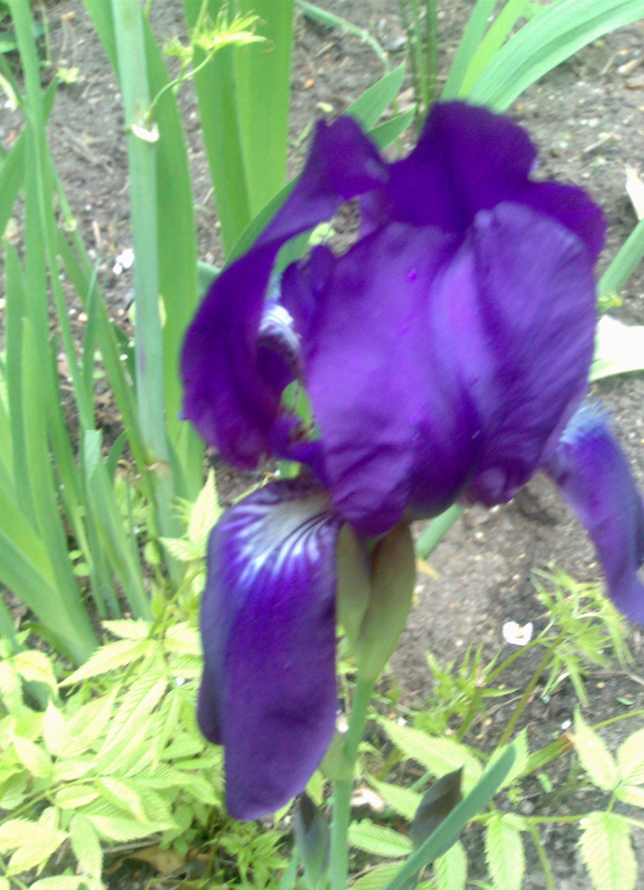 sininen iiris | Kodin Kuvalehti