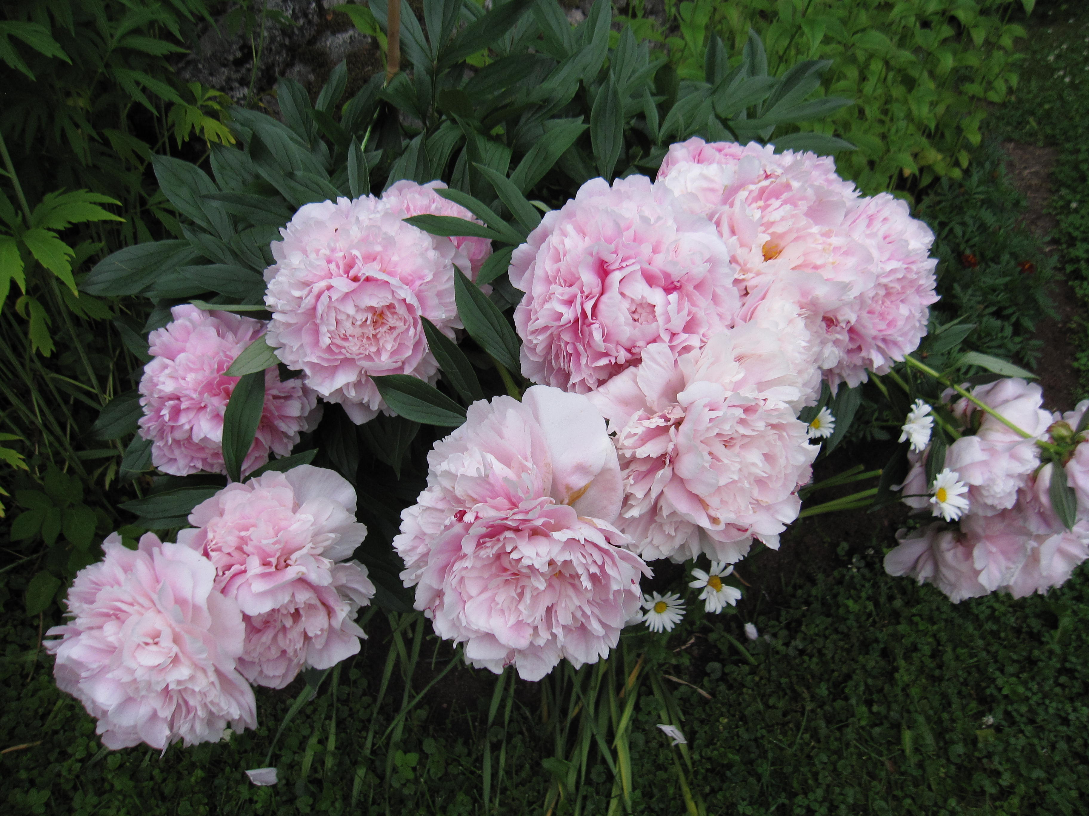 Pioni | Kodin Kuvalehti