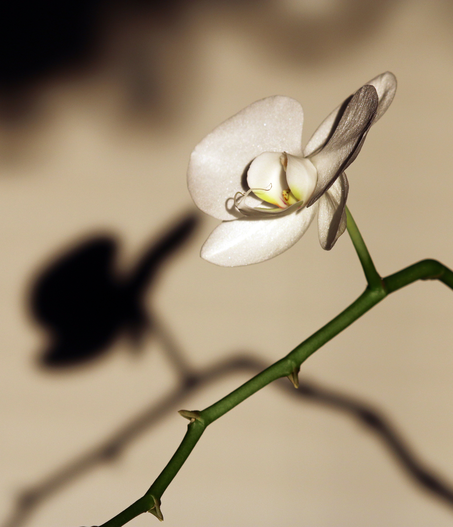 Orkidea | Kodin Kuvalehti