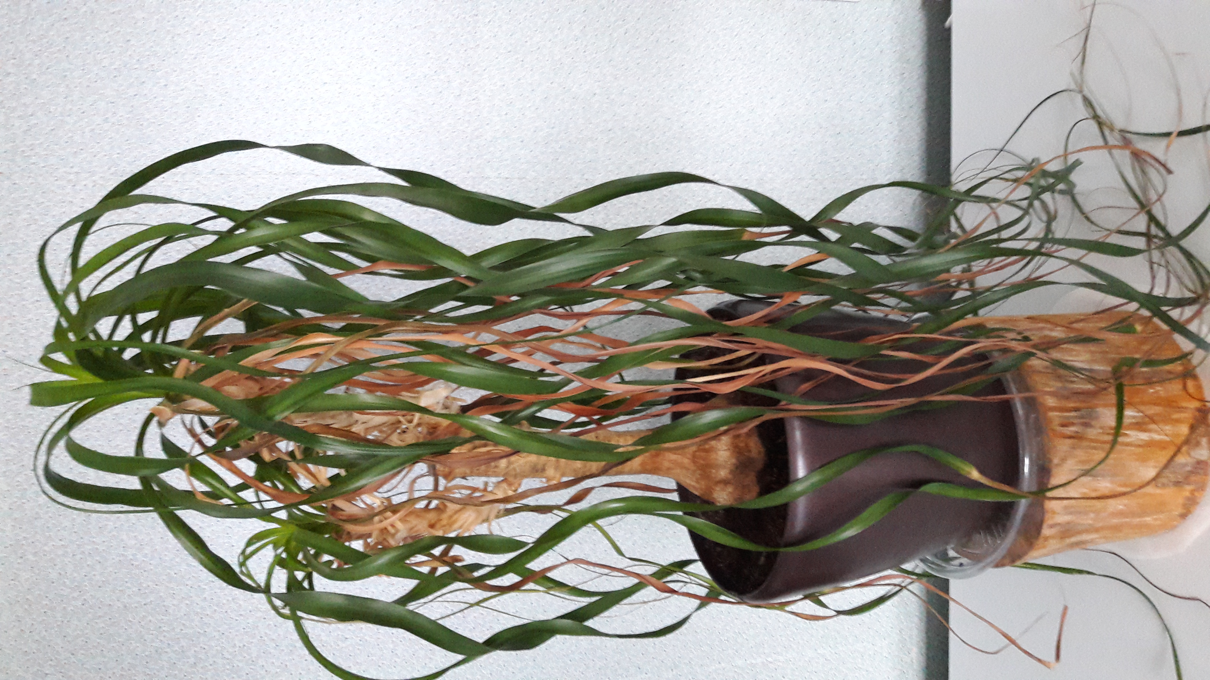 Pullojukka | Kodin Kuvalehti