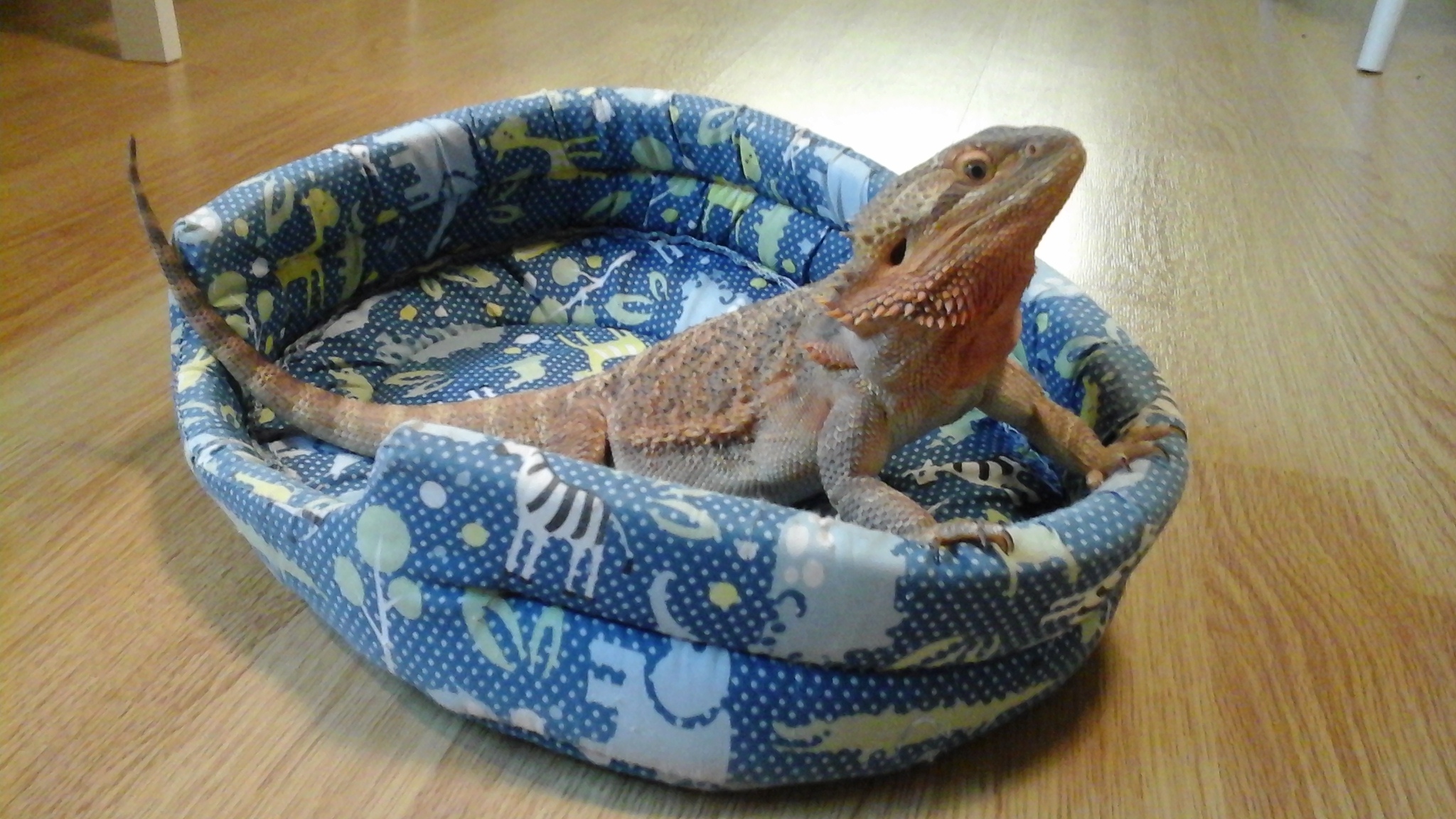 Parta-agama Pedron oma turvapaikka | Kodin Kuvalehti