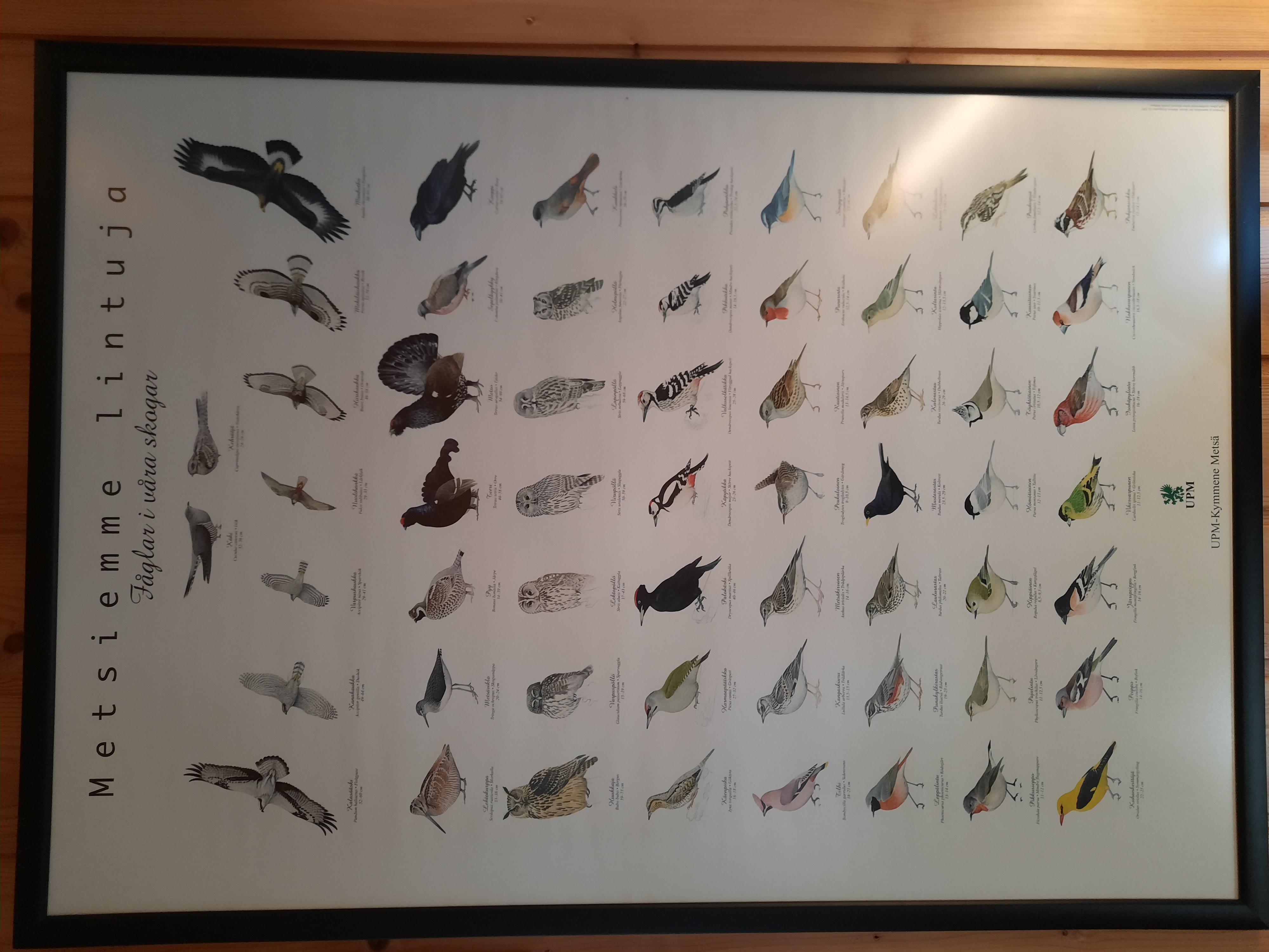 Metsiemme lintuja | Kodin Kuvalehti