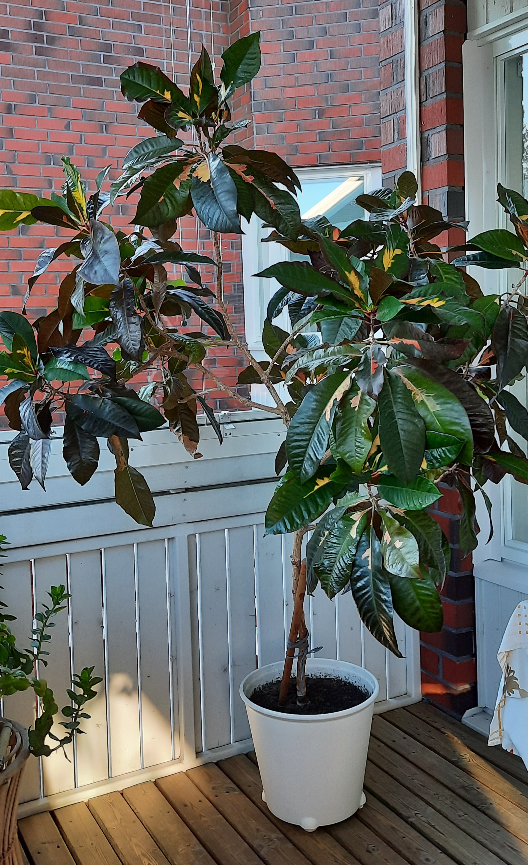 Anopin perintö | Kodin Kuvalehti