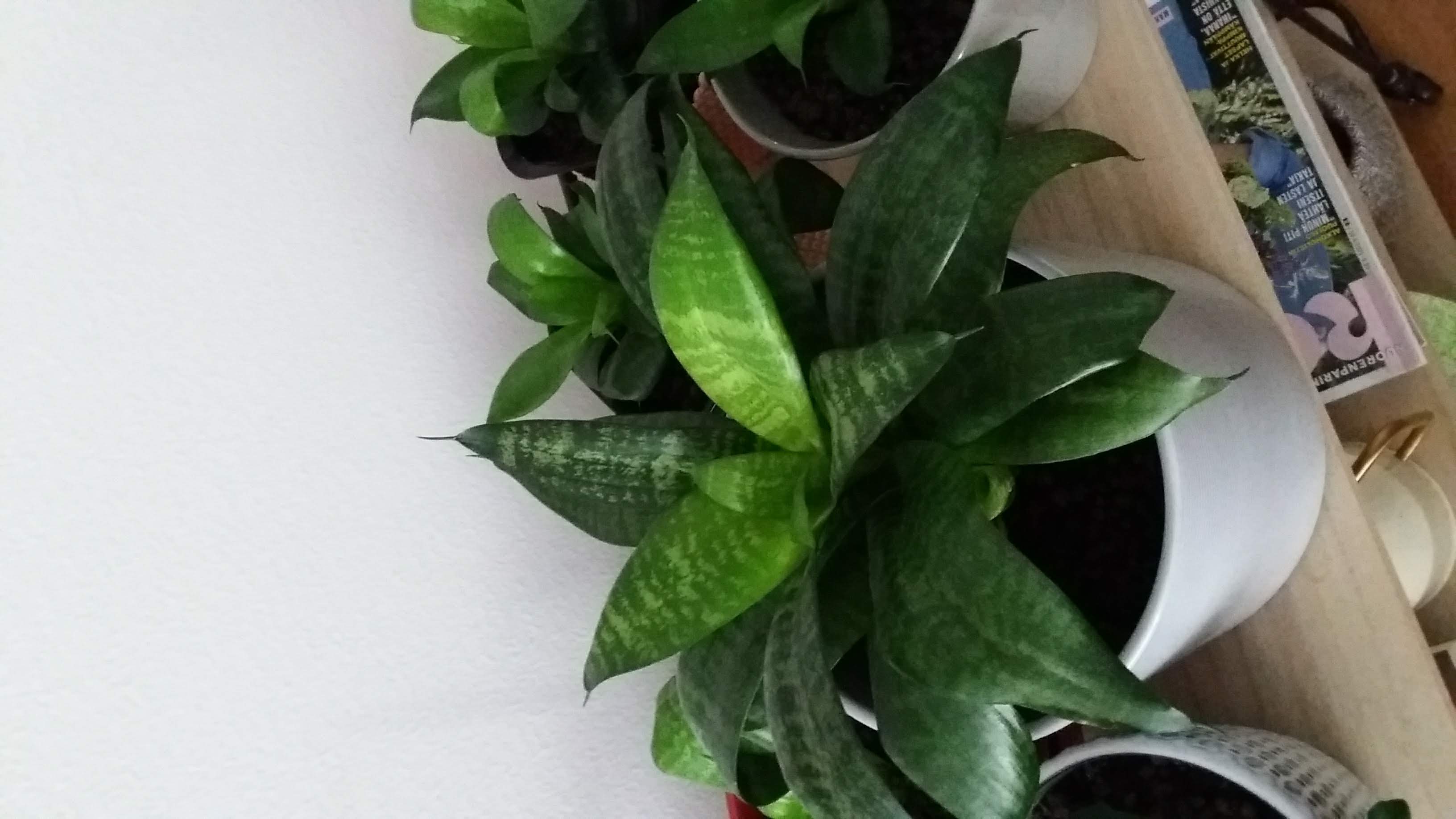 Pokrovan luostarin Anopinhammas | Kodin Kuvalehti