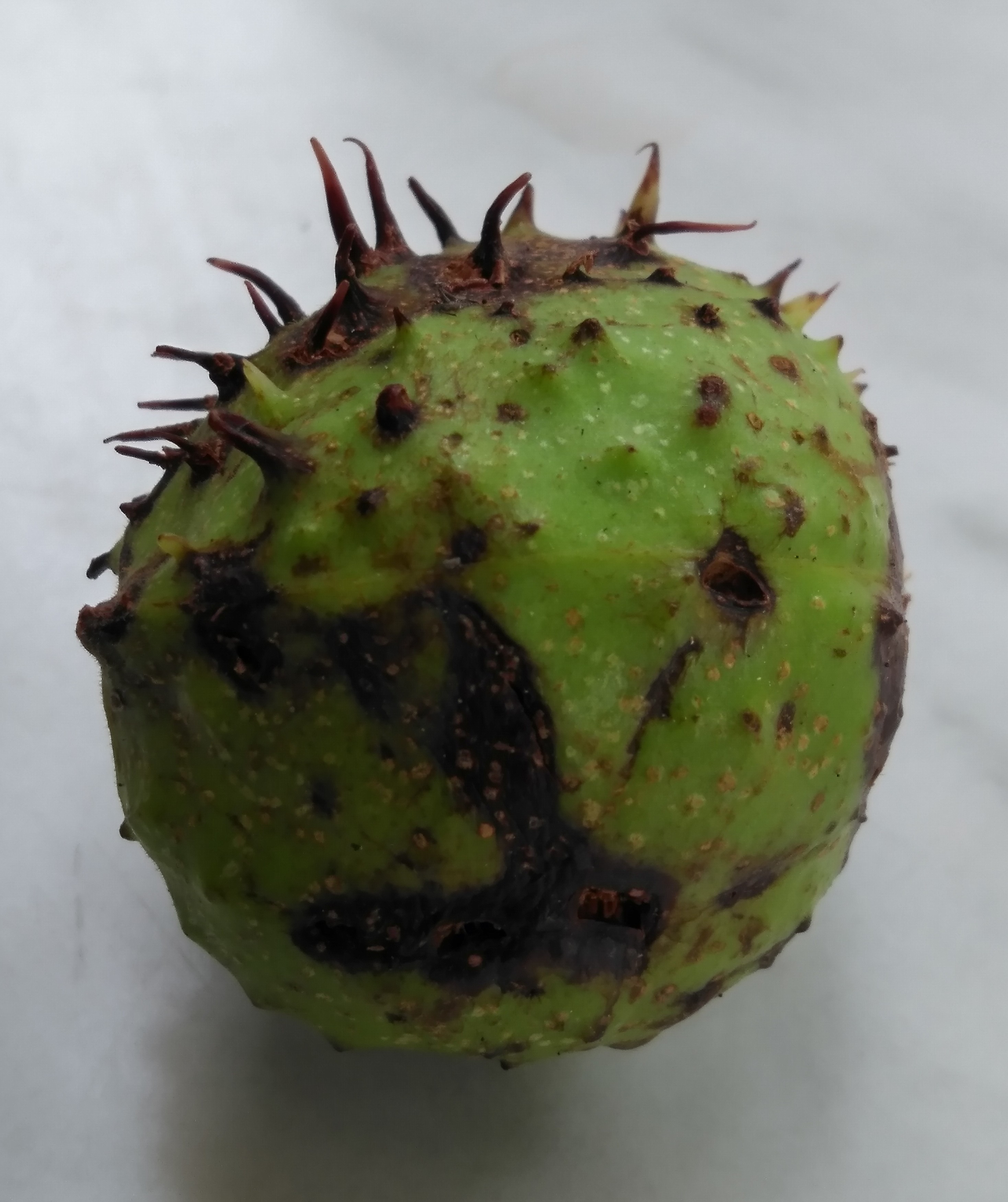 Kastanjaparka | Kodin Kuvalehti