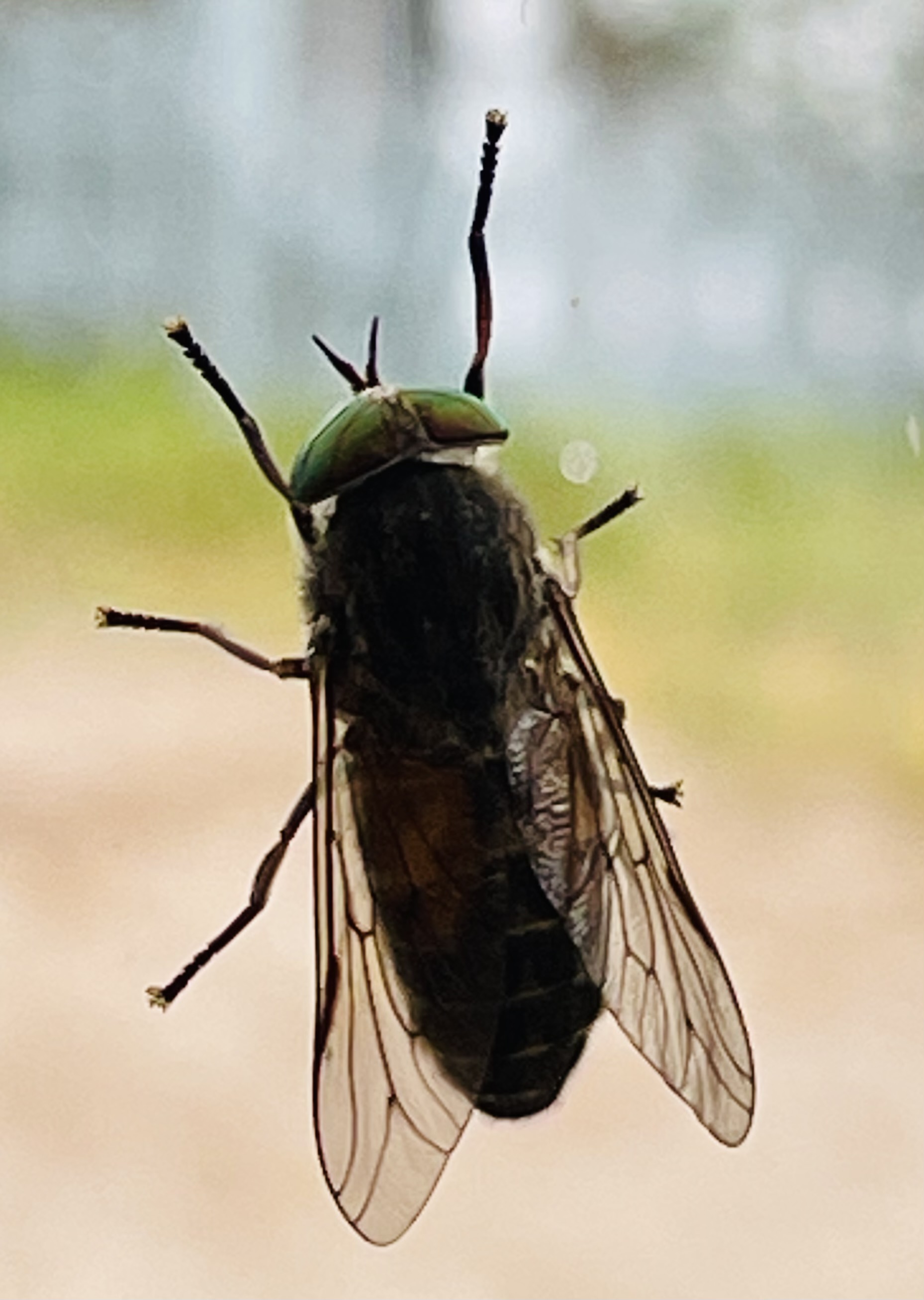 Paarma | Kodin Kuvalehti