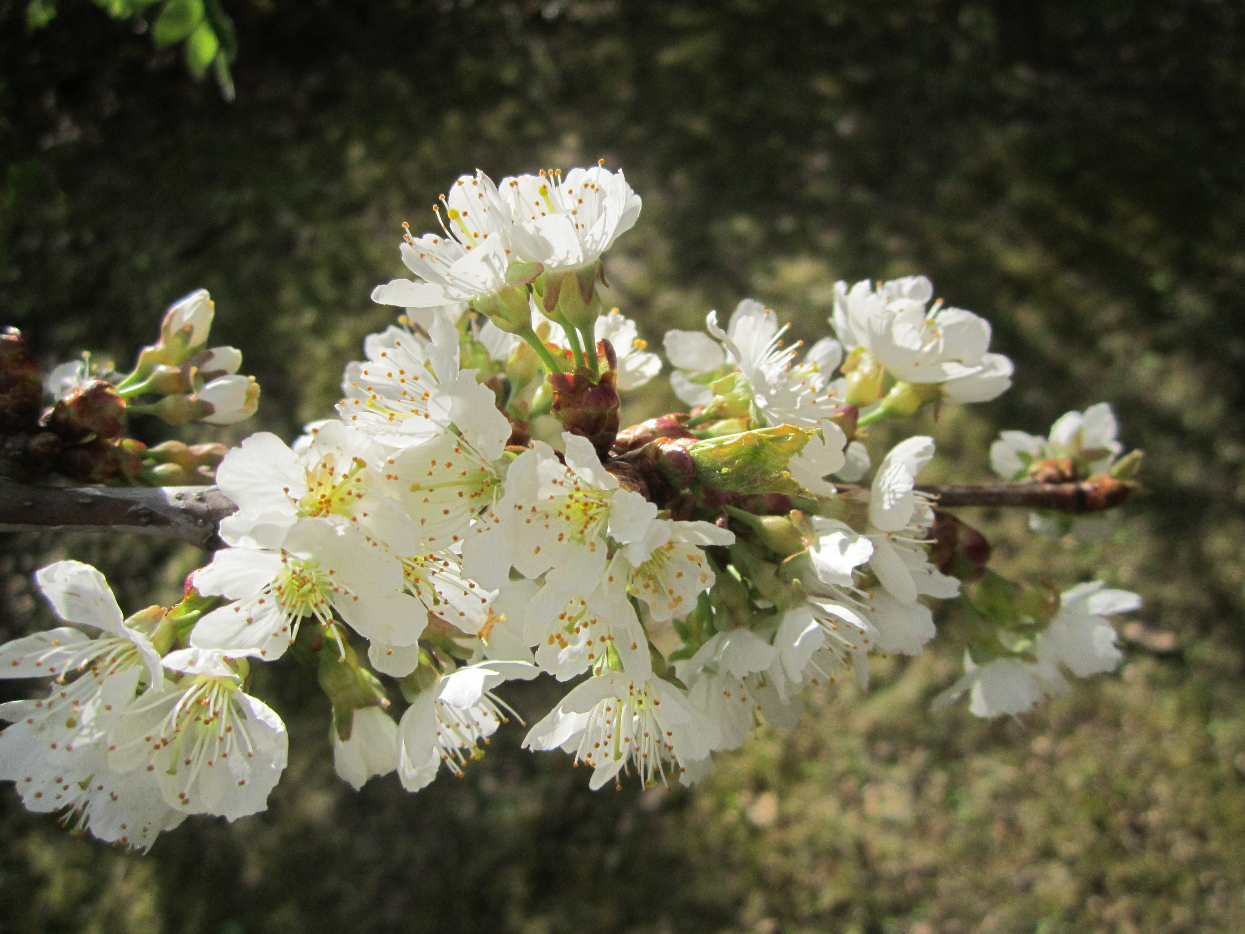 Kirsikkapuu kukkii | Kodin Kuvalehti