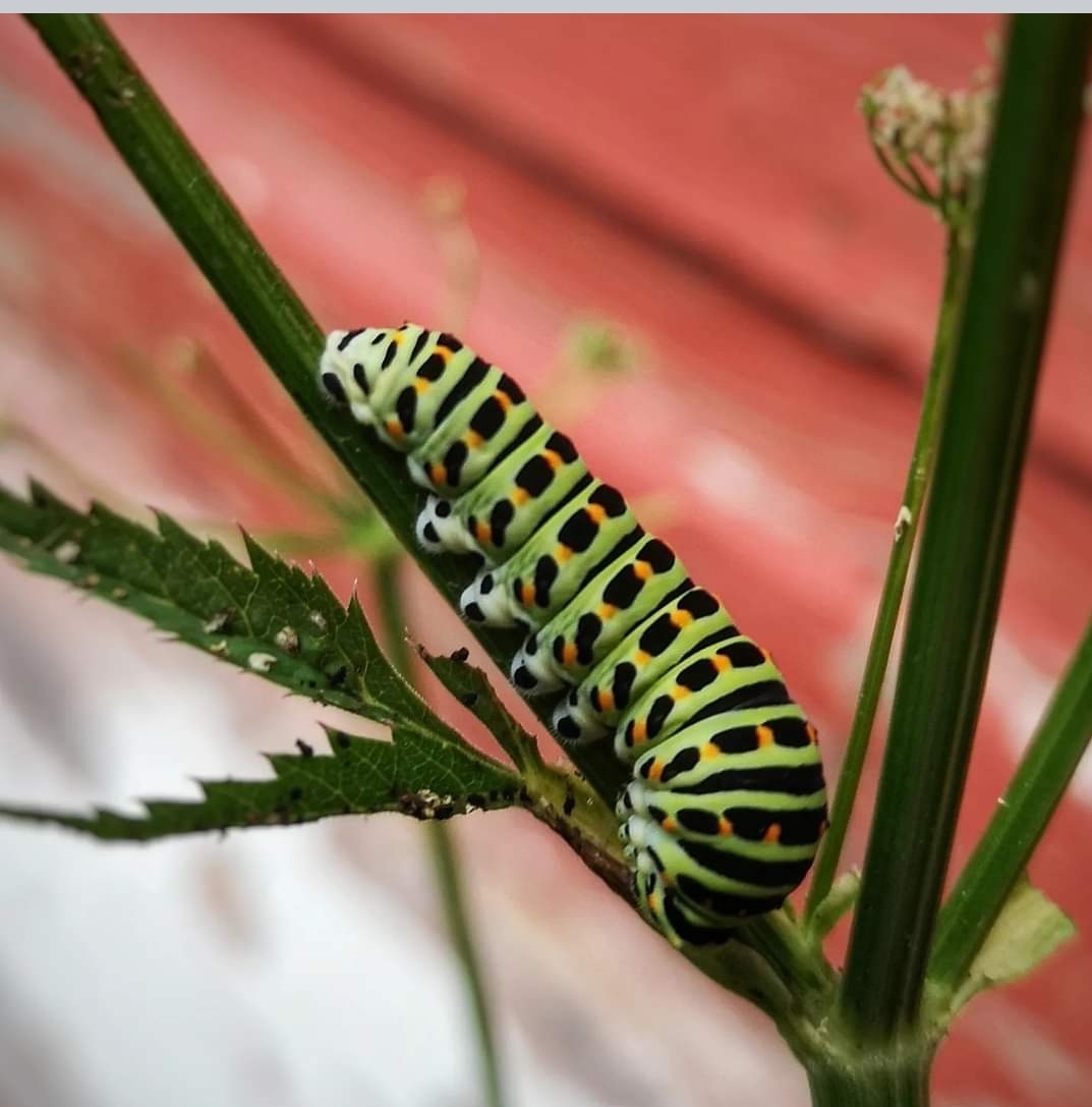 Toukka | Kodin Kuvalehti