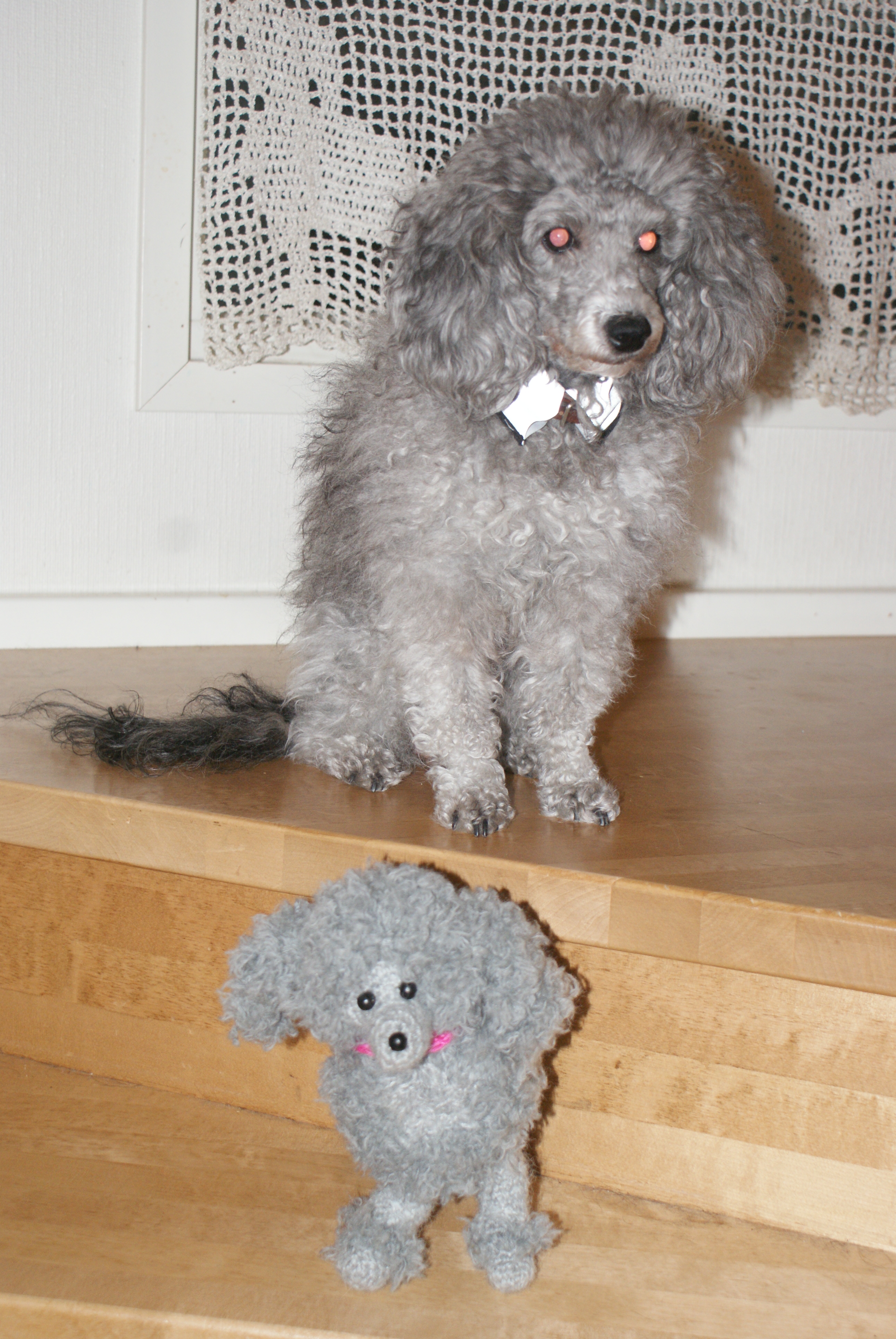 villakoira | Kodin Kuvalehti