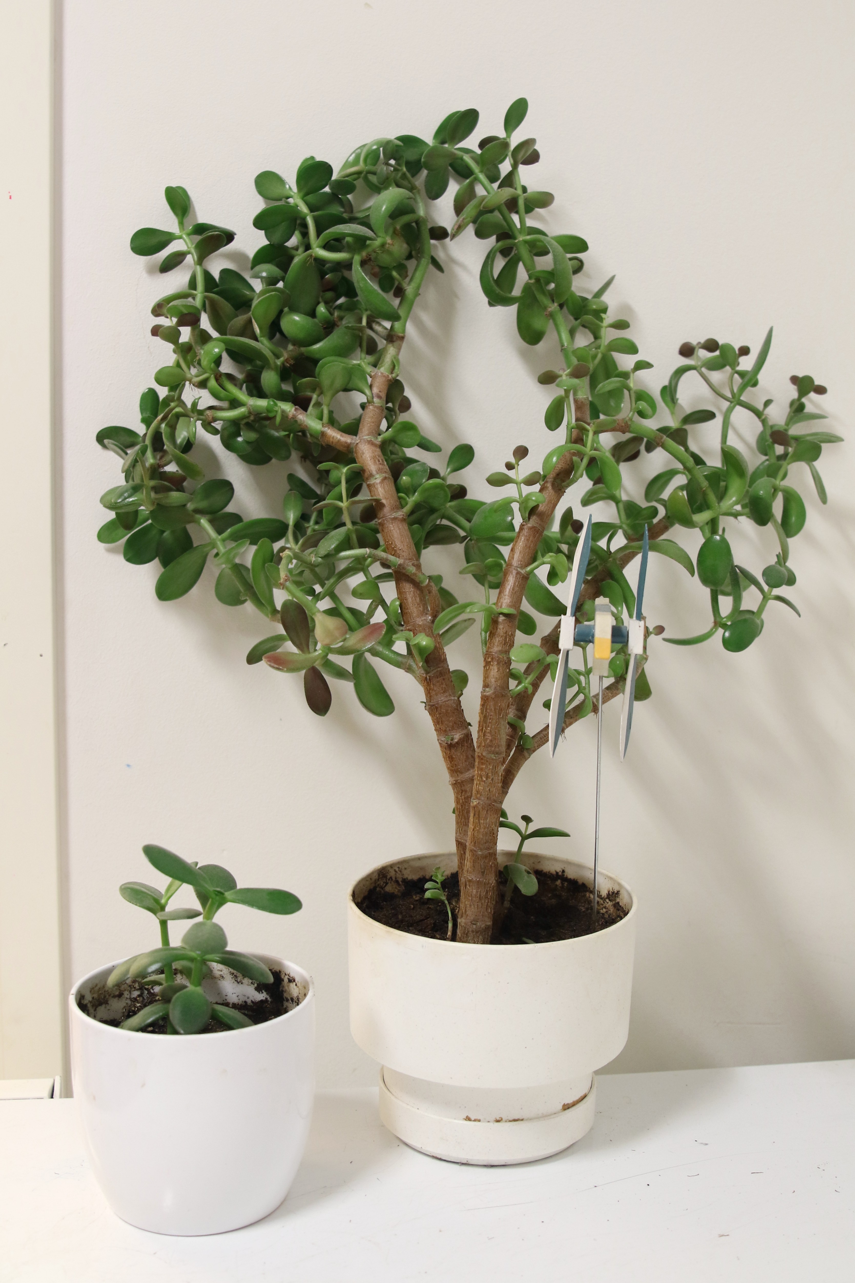 Äidin rahapuu | Kodin Kuvalehti